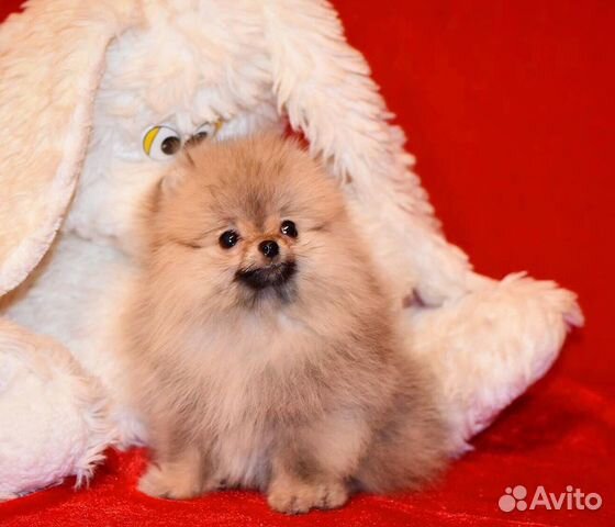 Малышка помераночка супер мини