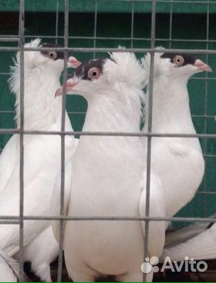 Голуби Московский монах