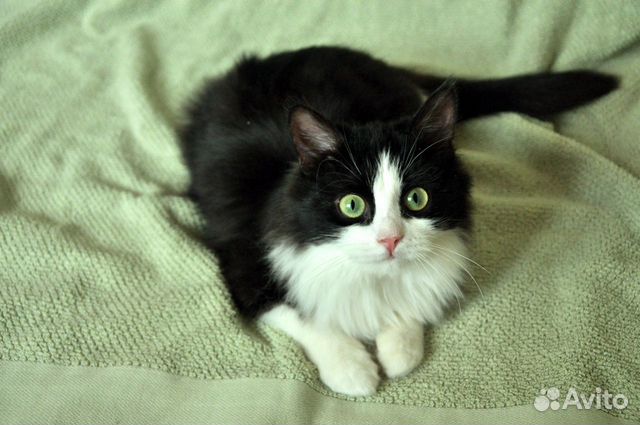 Котенок Клякса в добрые руки