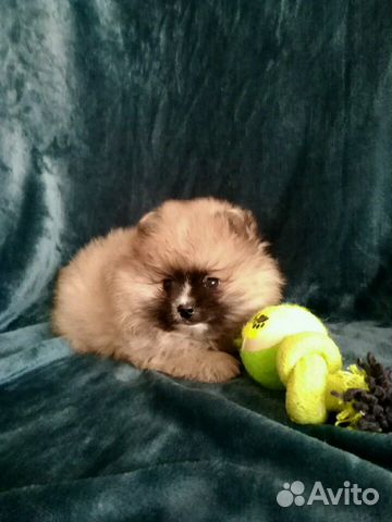 Толстопопые колобки