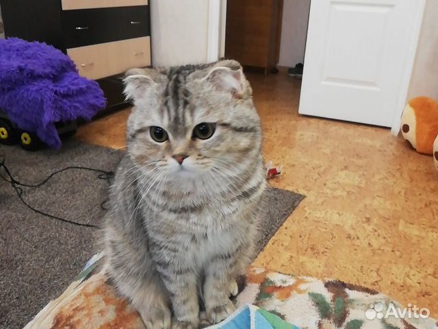 Вязка кота с кошкой