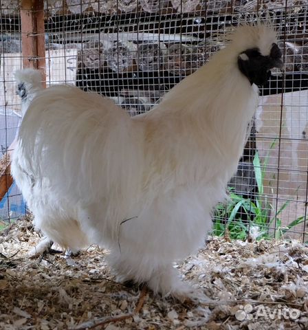 Китайские шелковые, семья