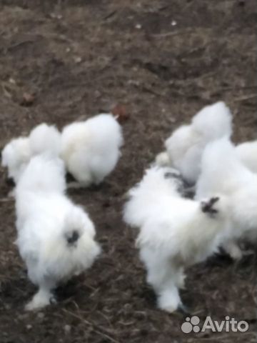 Китайские шелковые куры