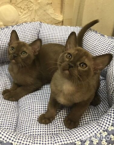 Клубные бурманские котята