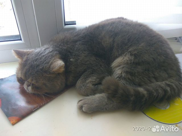 Кот экзот
