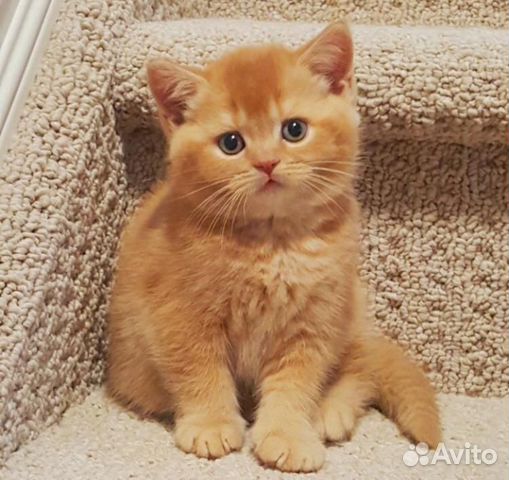 Возьму рыжего котёнка