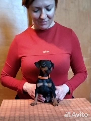 Породистые щенки цвергпинчера 2 мес. и 4 мес