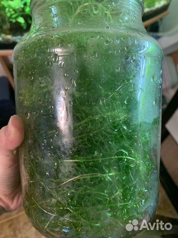 Элодея. Прополка. Растения аквариумные