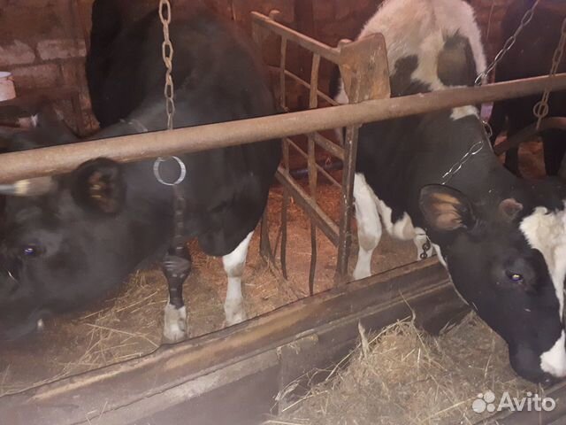 Продам стельных телок