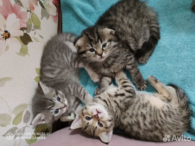 Котята шотландские