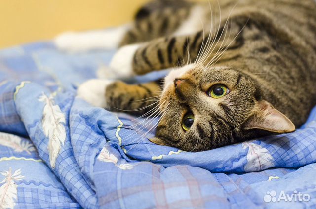 Кошка Ева ищет дом