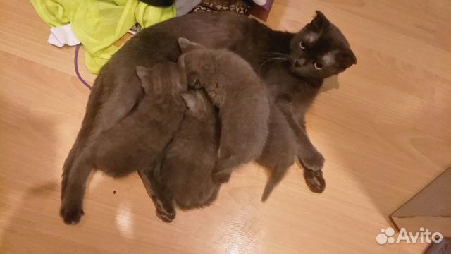 Скотиш