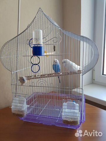 Отдадим в добрые руки