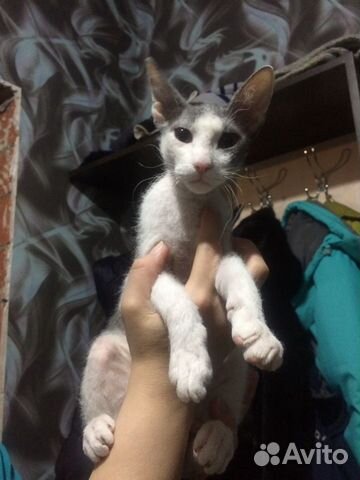 Котёнок донского сфинкса