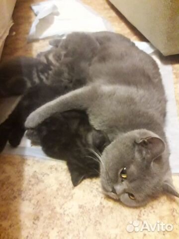 Котята Бриташки