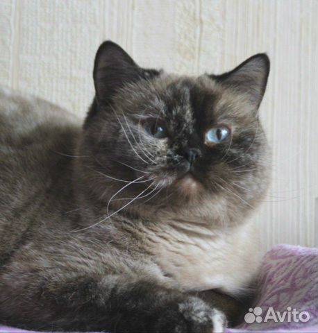 Британская кошечка-лапочка