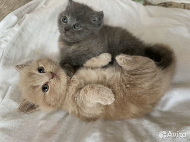 Британские котята
