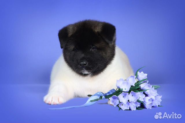 Красивые щенки Акиты