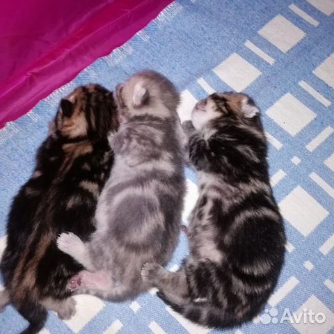 Шотландские котята