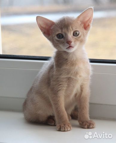 Абиссинские котята