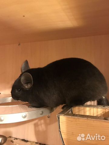Шиншилла эбони экстра тёмная