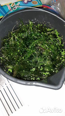 Элодея, роголисник ряска