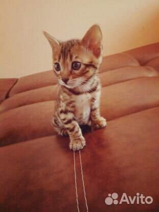 Бенгал котенок