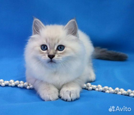 Невские котики