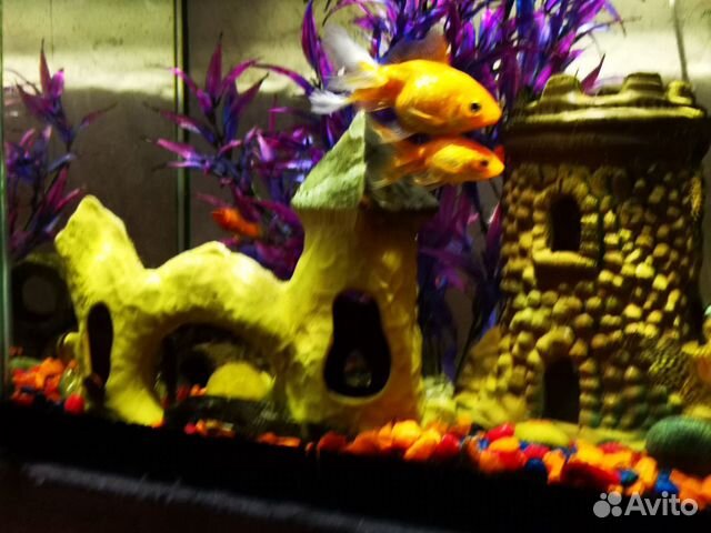 Аквариум с рыбками