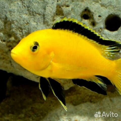 Рыба Лабидохромис еллоу