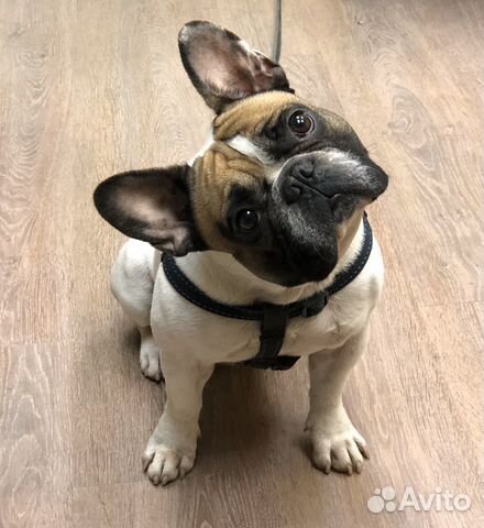 Французский бульдог