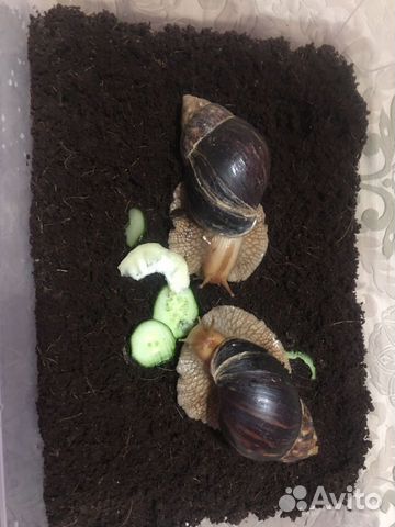 Улитки ахатины
