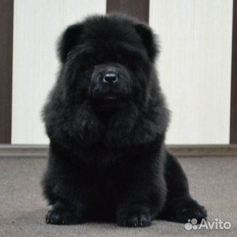 Чау-чау черная девочка