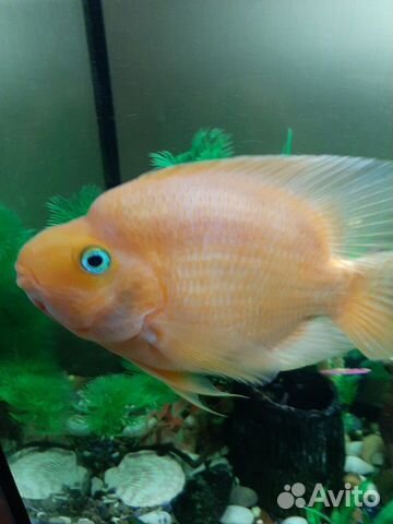 Японский попугай