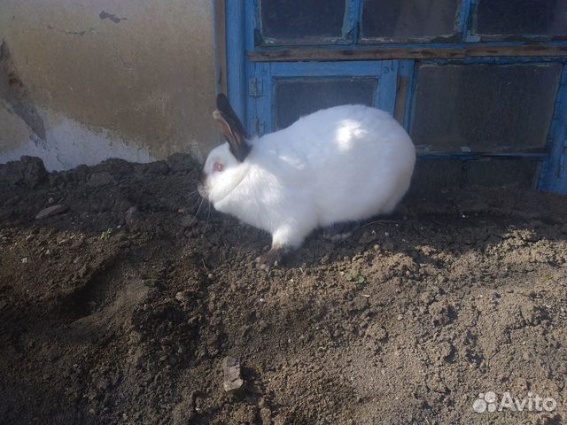 Крольчихи калифорния