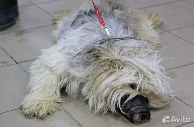 Метис хохлатой Арман