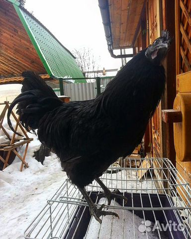 Петух Льюянг