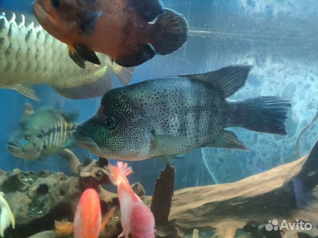 Цихлозома Доу (Дови) Самец