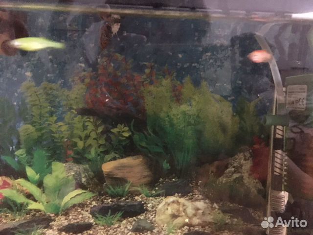 Рыбки и все для них