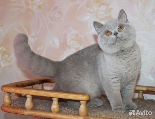 Шикарный котик