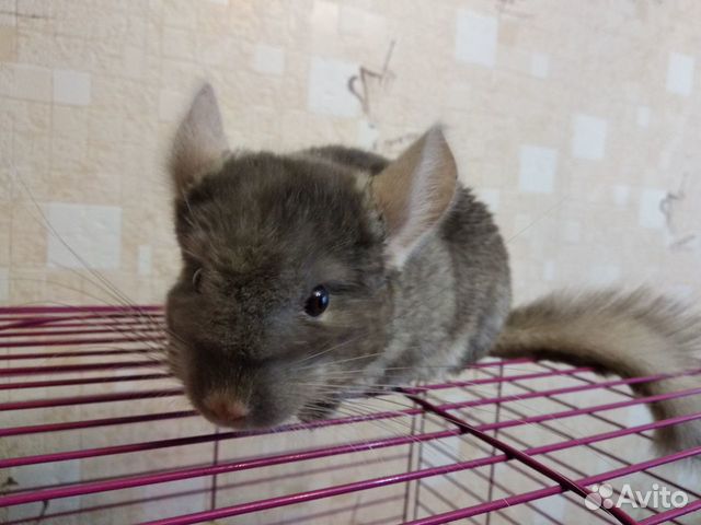 Шиншилла Коричневый бархат