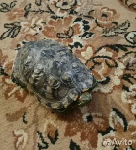 Отдам в добрые руки взрослую красноухую черепаху