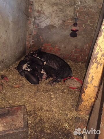 Вьетнамские поросята