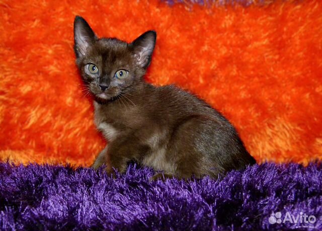 Бурманские котята собольки