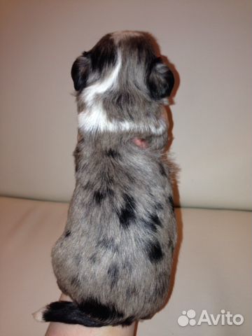 Блю берри йорк мальчик голубоглазый