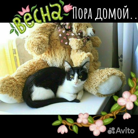 Котенок Микки