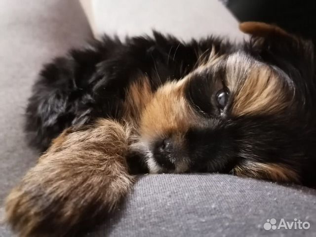 Миленький щеночек йорка