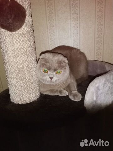 Отдам молодую вислоухую кошку