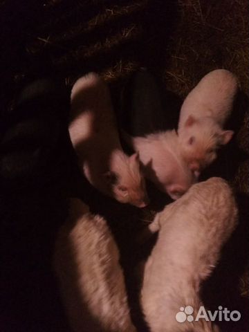 Вьетнамские вислобрюхие.Козлик комолый.обмен