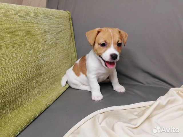 Джек Рассел терьер мальчик